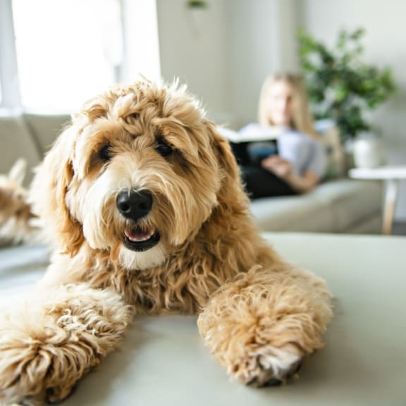 Tapestry East Bay | Apollo Beach, FL | Pet-friendly Apartments